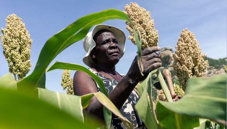 Zimbabwe grain deficit seen widening to 1.17 million tonnes - CGTN