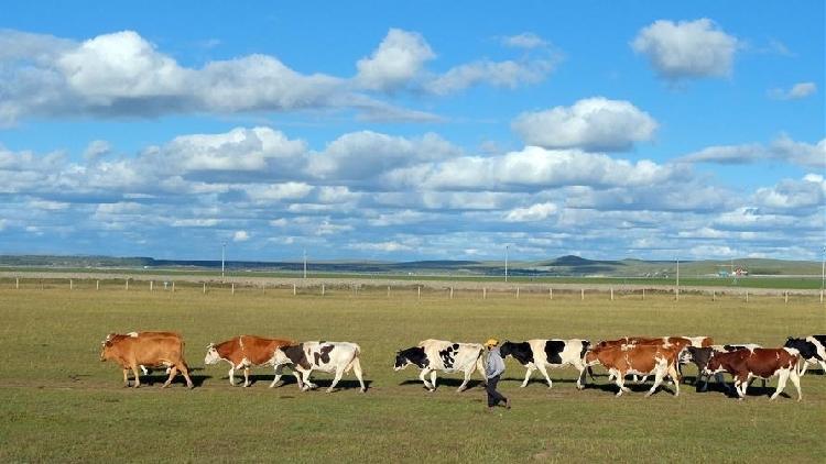 Cows as fortune in Kenya's Maasai community - CGTN