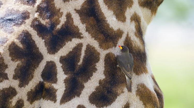 Tanzania steps up efforts to save giraffes from skin disease - CGTN