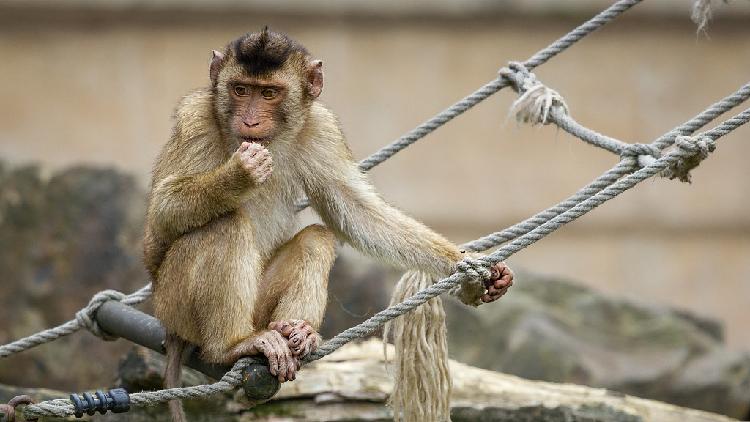 Lab monkeys escape after road accident in the U.S. - CGTN