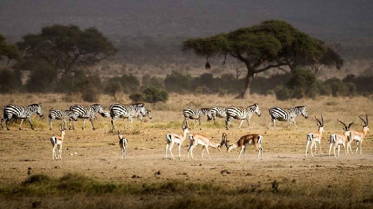 Organized meat poaching a big concern in Namibia: Minister - CGTN