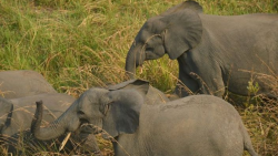 Kenya making progress in protecting iconic species from poachers: WWF ...