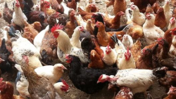 Dutch culls 25,000 hens to curb deadly bird flu - CGTN