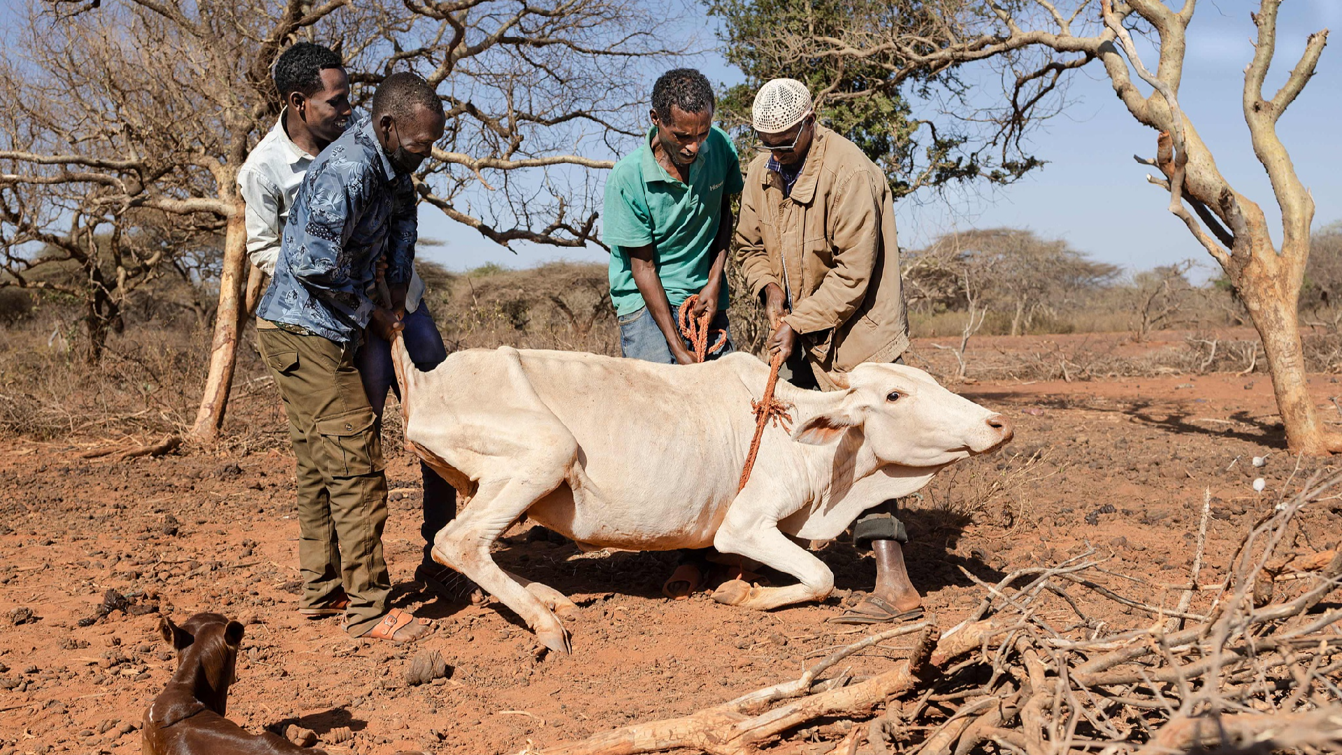 Drought affects over 2 million people in Kenya – Red Cross - CGTN