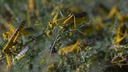 UN: $76 million needed to fight locust invasion - CGTN