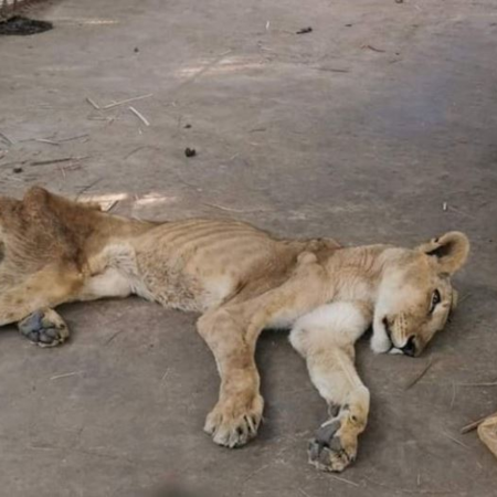 Foreign wildlife experts head to Sudan to examine sick lions - CGTN