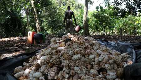 Chocolate makers scale down purchases, impacts negatively on farmers - CGTN