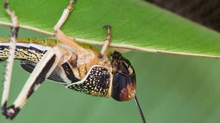 Uganda bolsters measures to fight second wave of desert locusts - CGTN