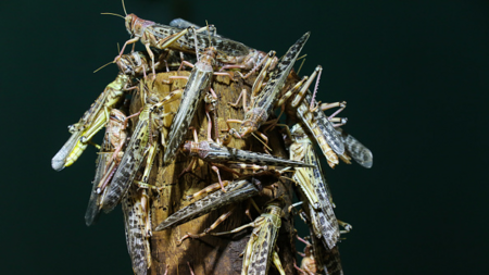 UN chief calls for intensified efforts to deal with locust outbreak - CGTN